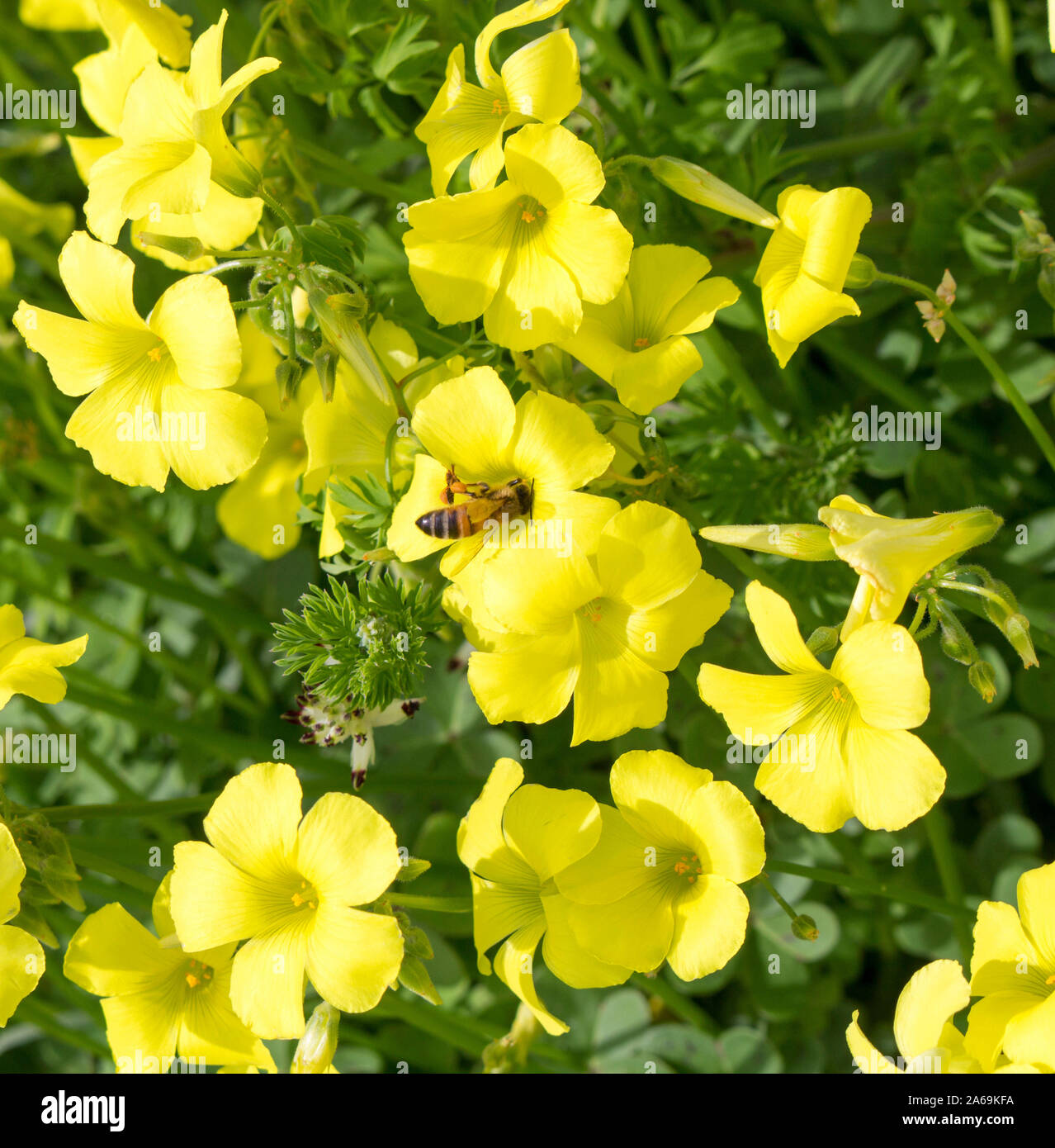 Oxalis weed oxalidaceae or wood sorrel soursob growing in street verge ...