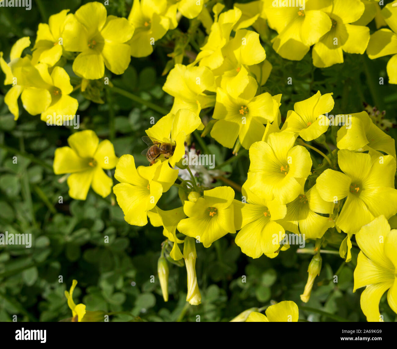Oxalis weed oxalidaceae or wood sorrel soursob growing in street verge ...