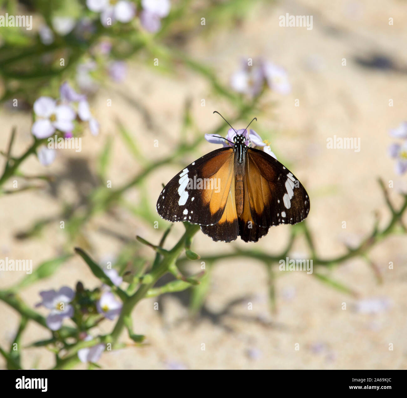 Australian Butterflies High Resolution Stock Photography and Images - Alamy