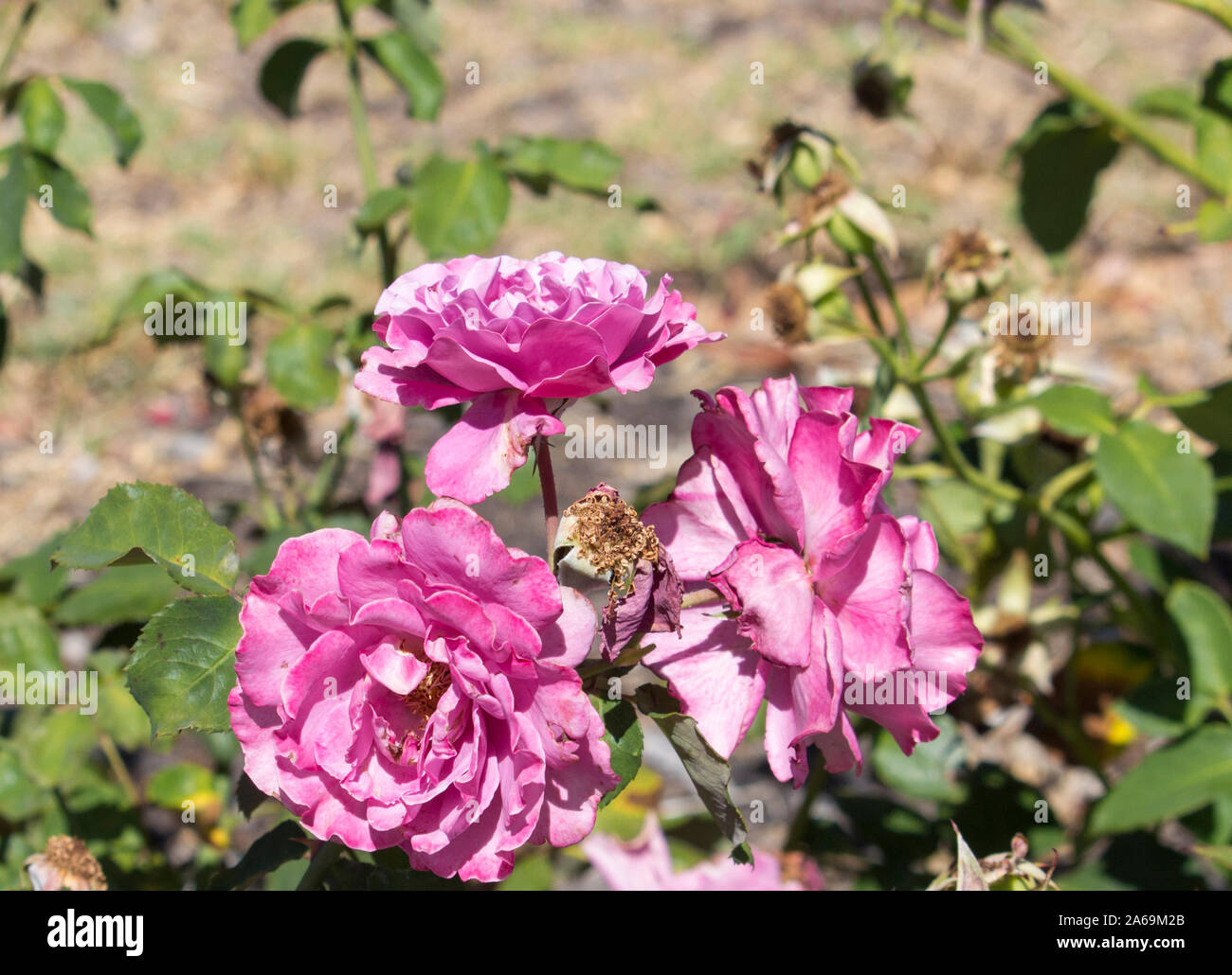 Fragrant Floribunda Roses