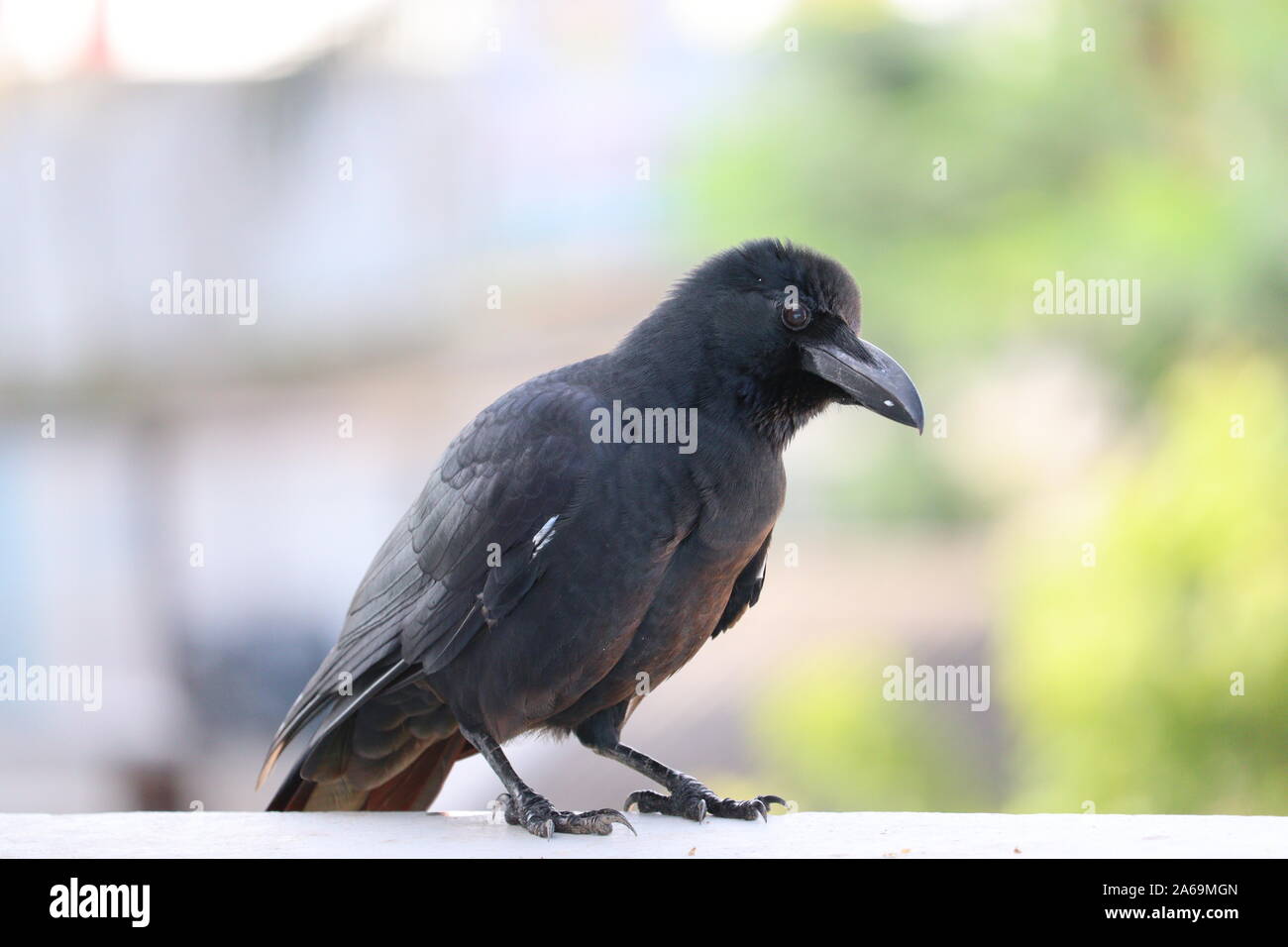 Raven closeup hi-res stock photography and images - Alamy