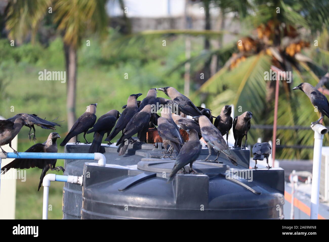 Group of black crows in the nature Stock Photo - Alamy