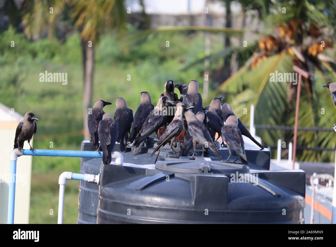 Group of crows hi-res stock photography and images - Alamy