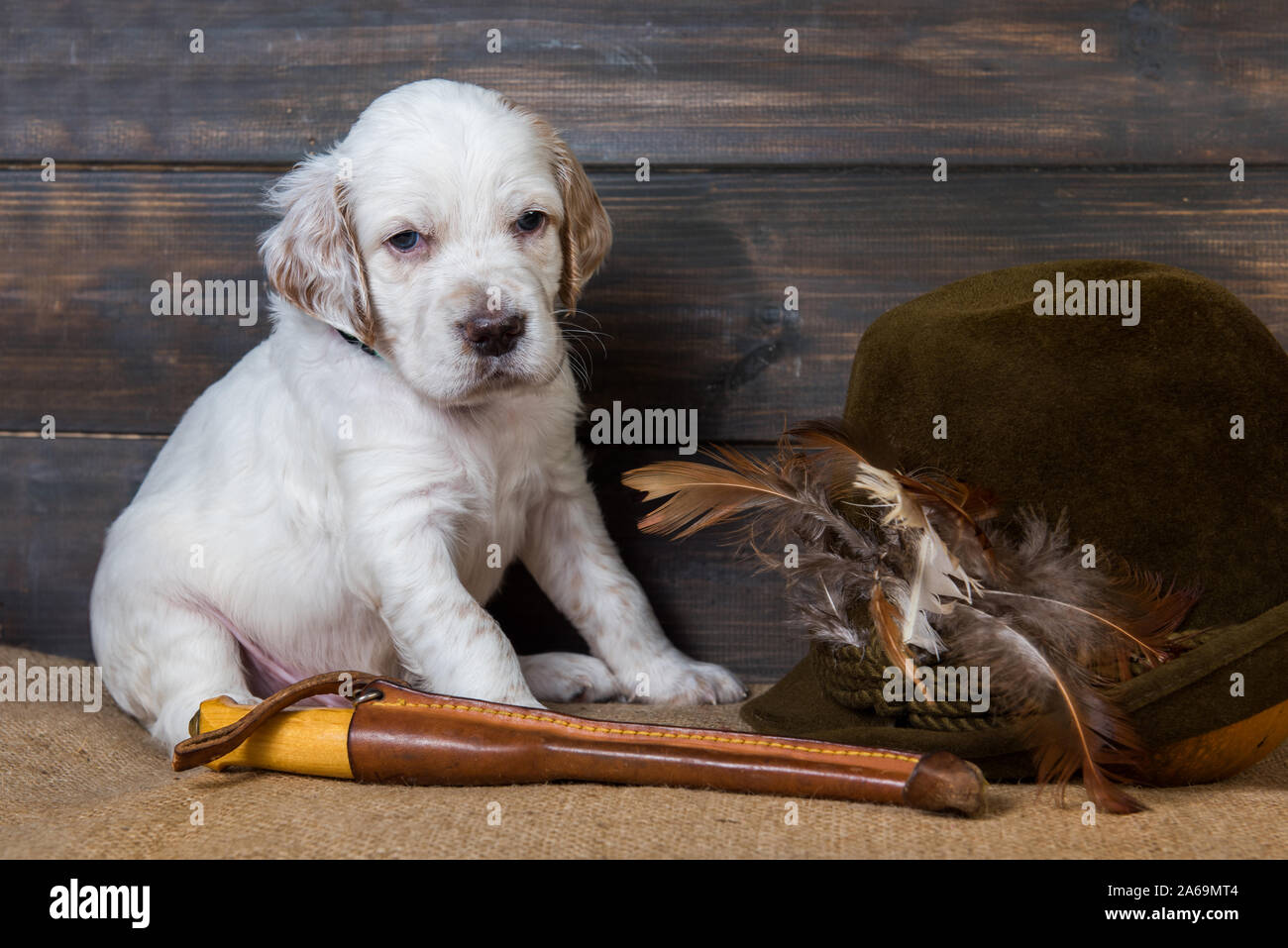 English setter pheasant hi-res stock photography and images - Alamy