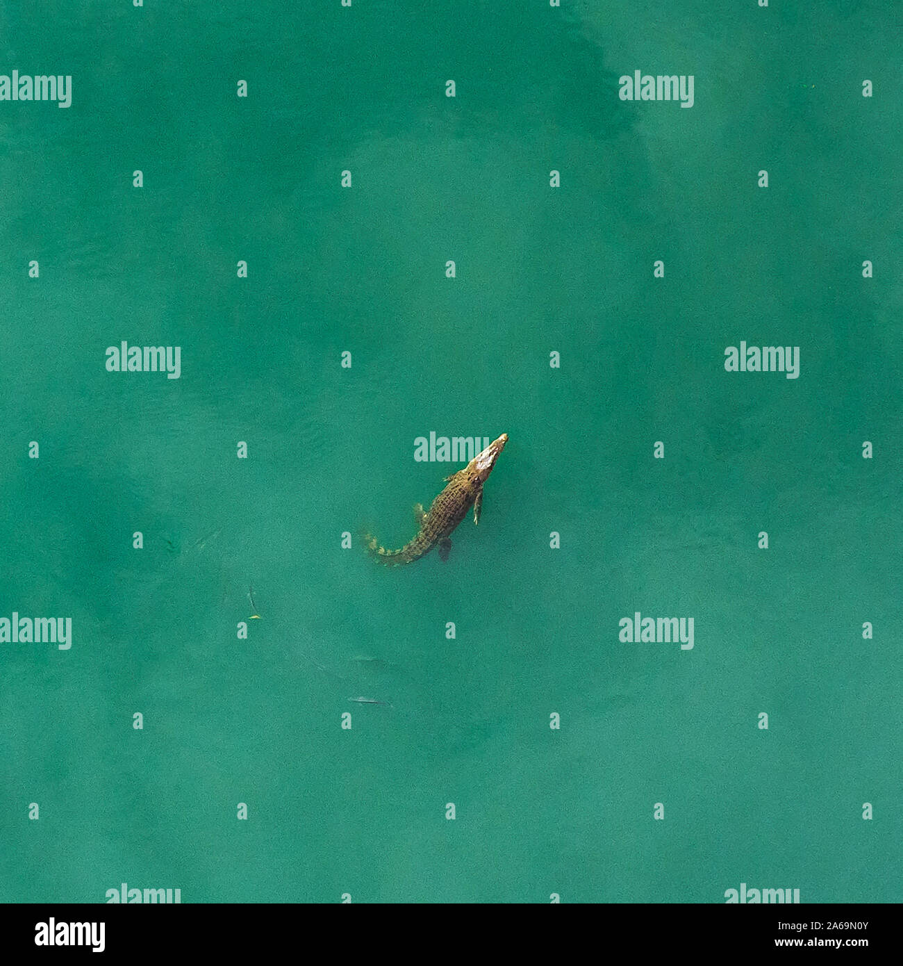 Beautiful crocodile hi-res stock photography and images - Alamy