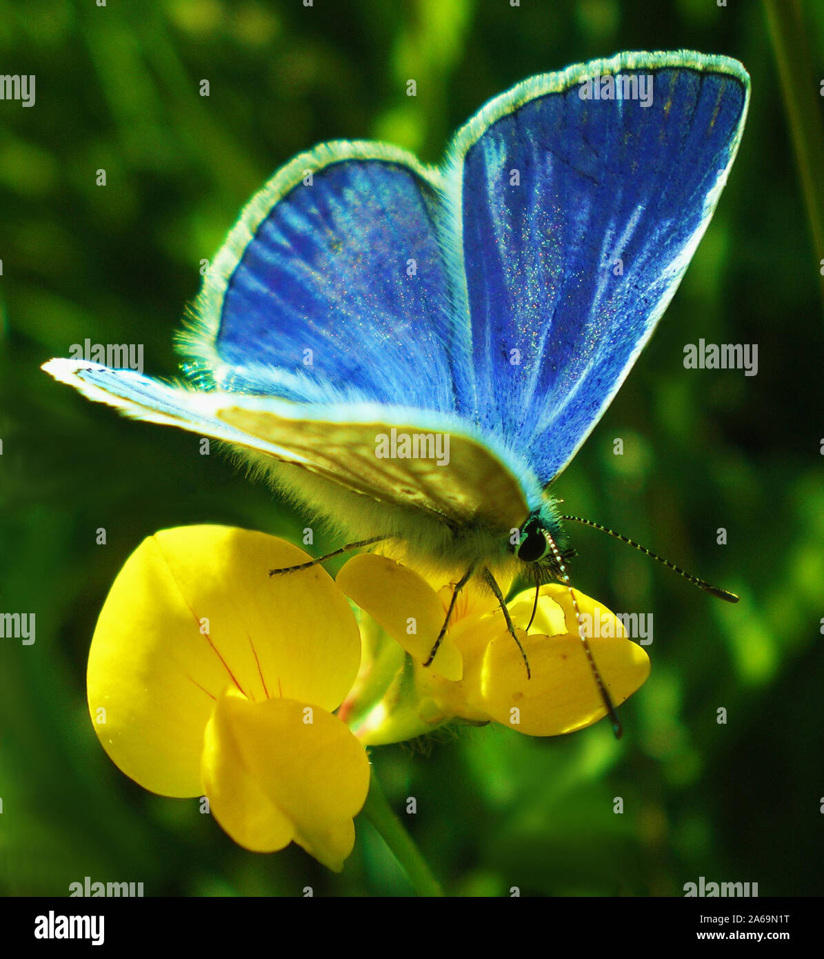Lotus flower and butterfly hi-res stock photography and images - Alamy