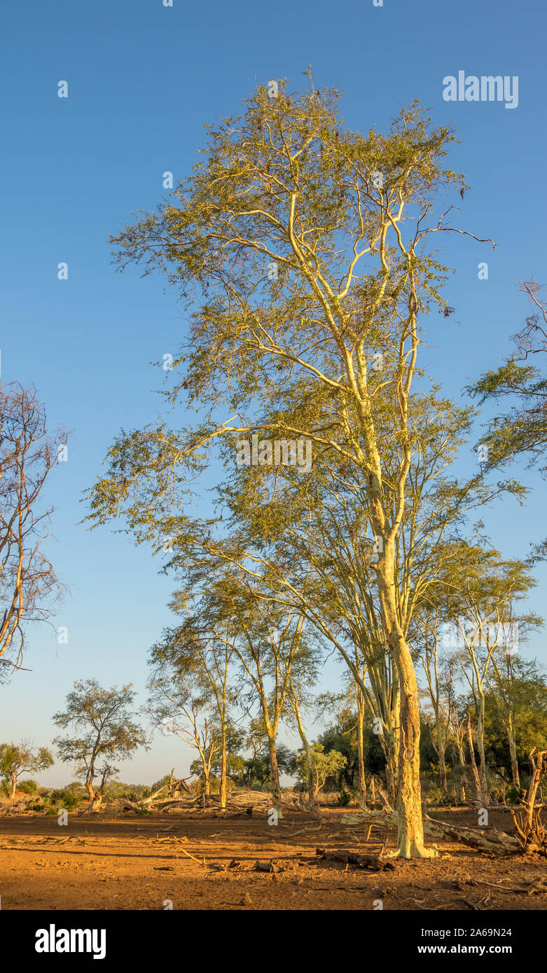 Fever trees near Pafuri in the northern part of the Kruger National ...