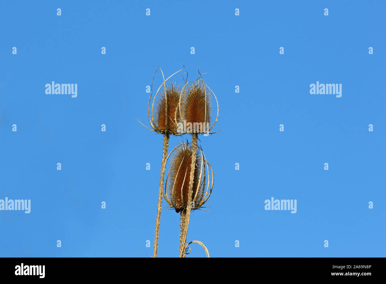 Teasle decoration hi-res stock photography and images - Alamy