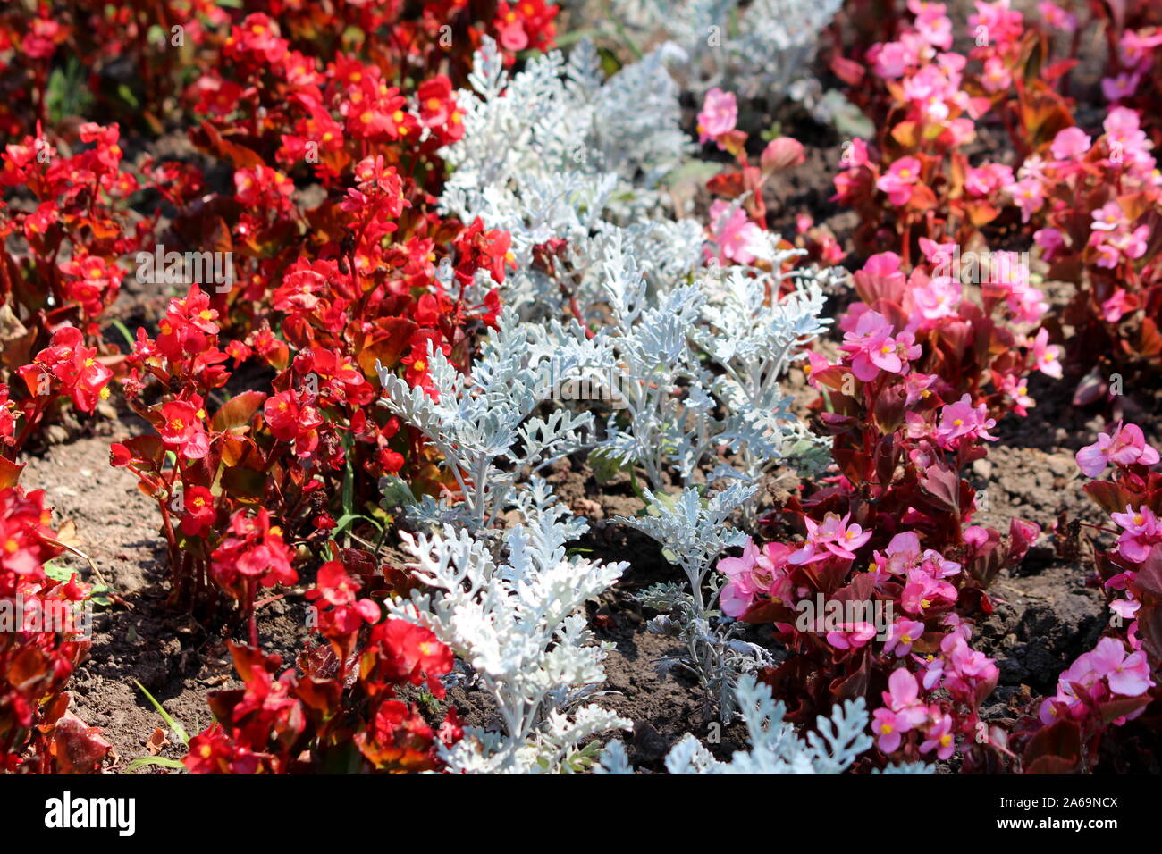 Rows of red and pink Begonia flowers planted around Silver Dust Dusty ...