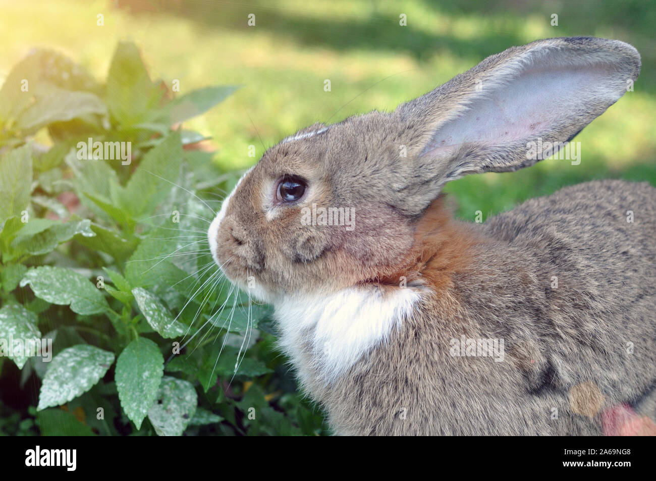 Cute gray domestic rabbit eats grass in the park. Pets Stock Photo - Alamy