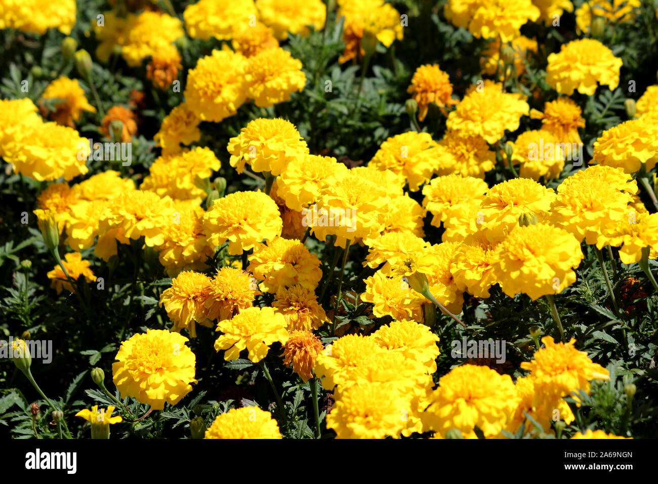 Bunch of Mexican marigold or Tagetes erecta or Aztec marigold or ...