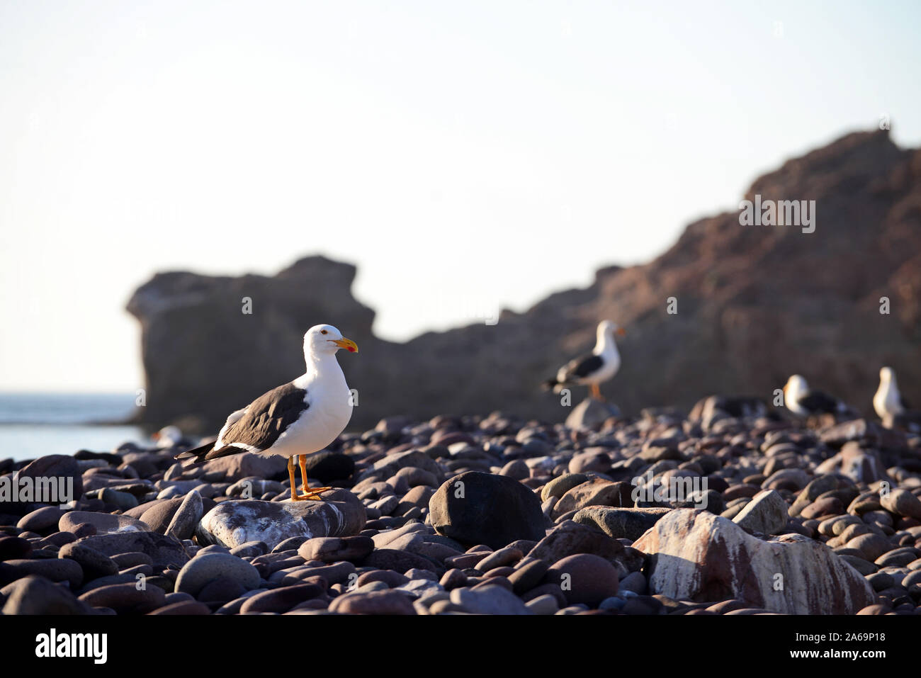 Yellow-footed gulls (Larus livens) on the cobbled shore of San Esteban ...