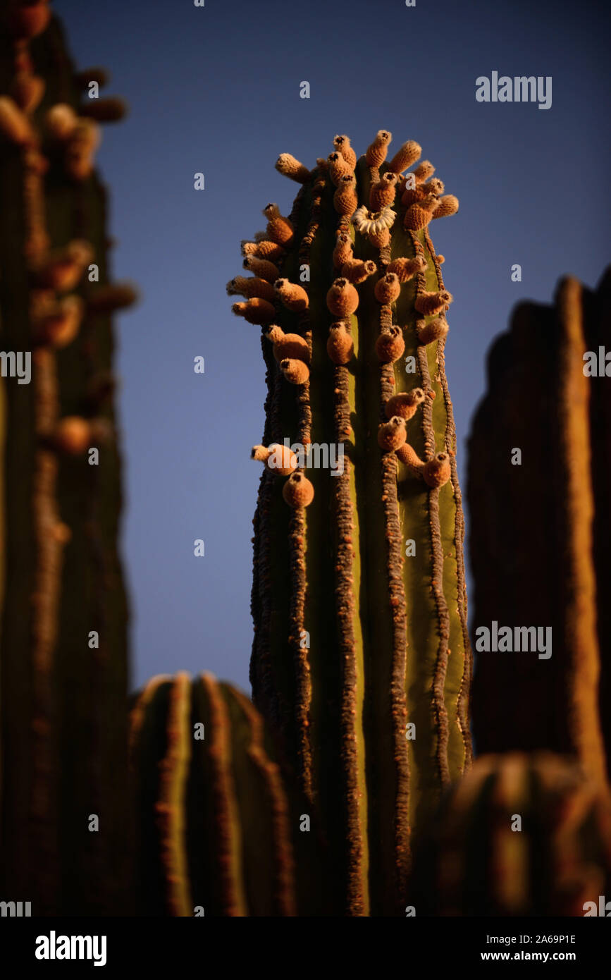 Mexican giant cardon cactus (Pachycereus pringlei) on Isla San Esteban ...