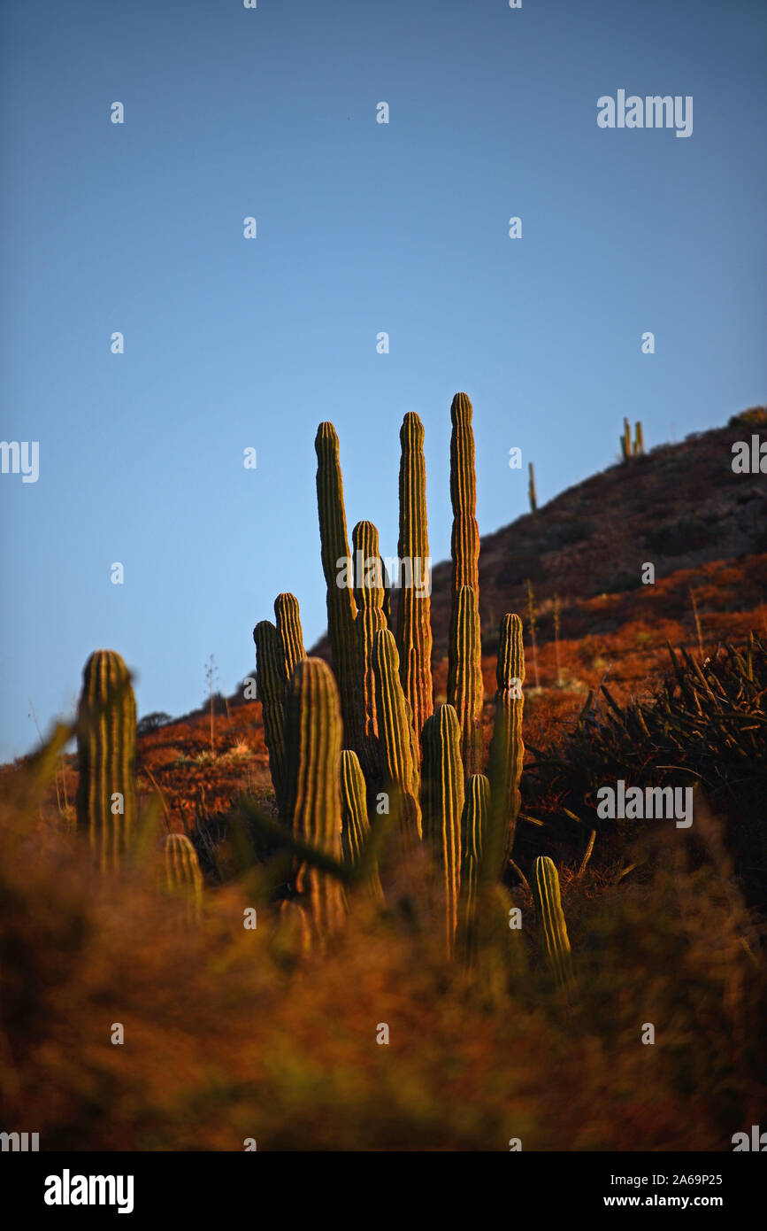 Mexican giant cardon cactus (Pachycereus pringlei) on Isla San Esteban ...