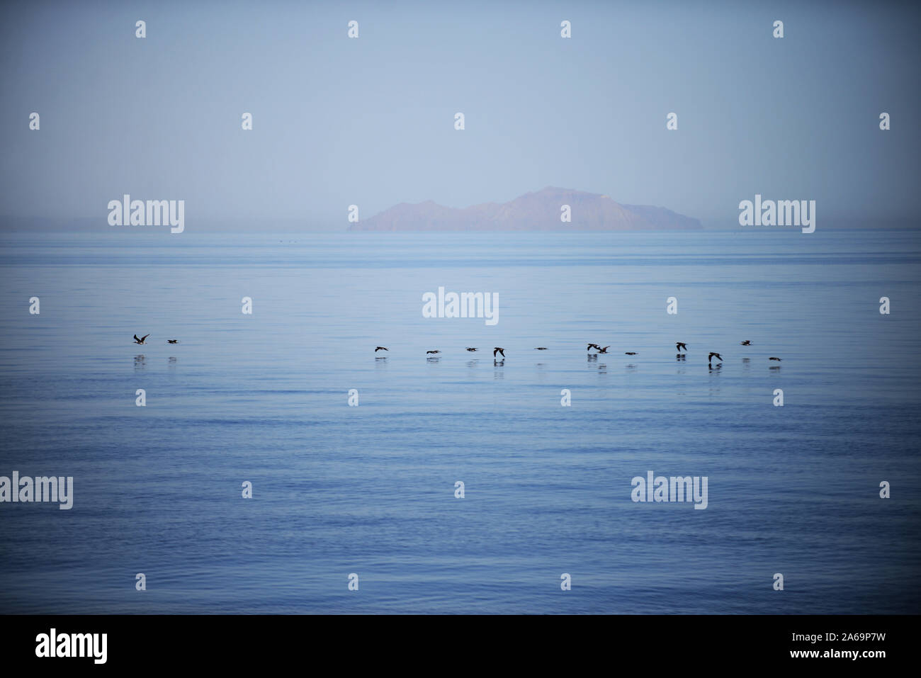 Flock of birds fly in line formation, Sea of Cortez, Baja California ...