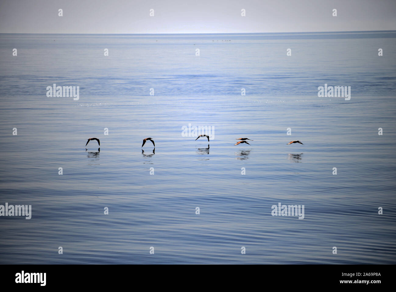 Flock of birds fly in line formation, Sea of Cortez, Baja California ...