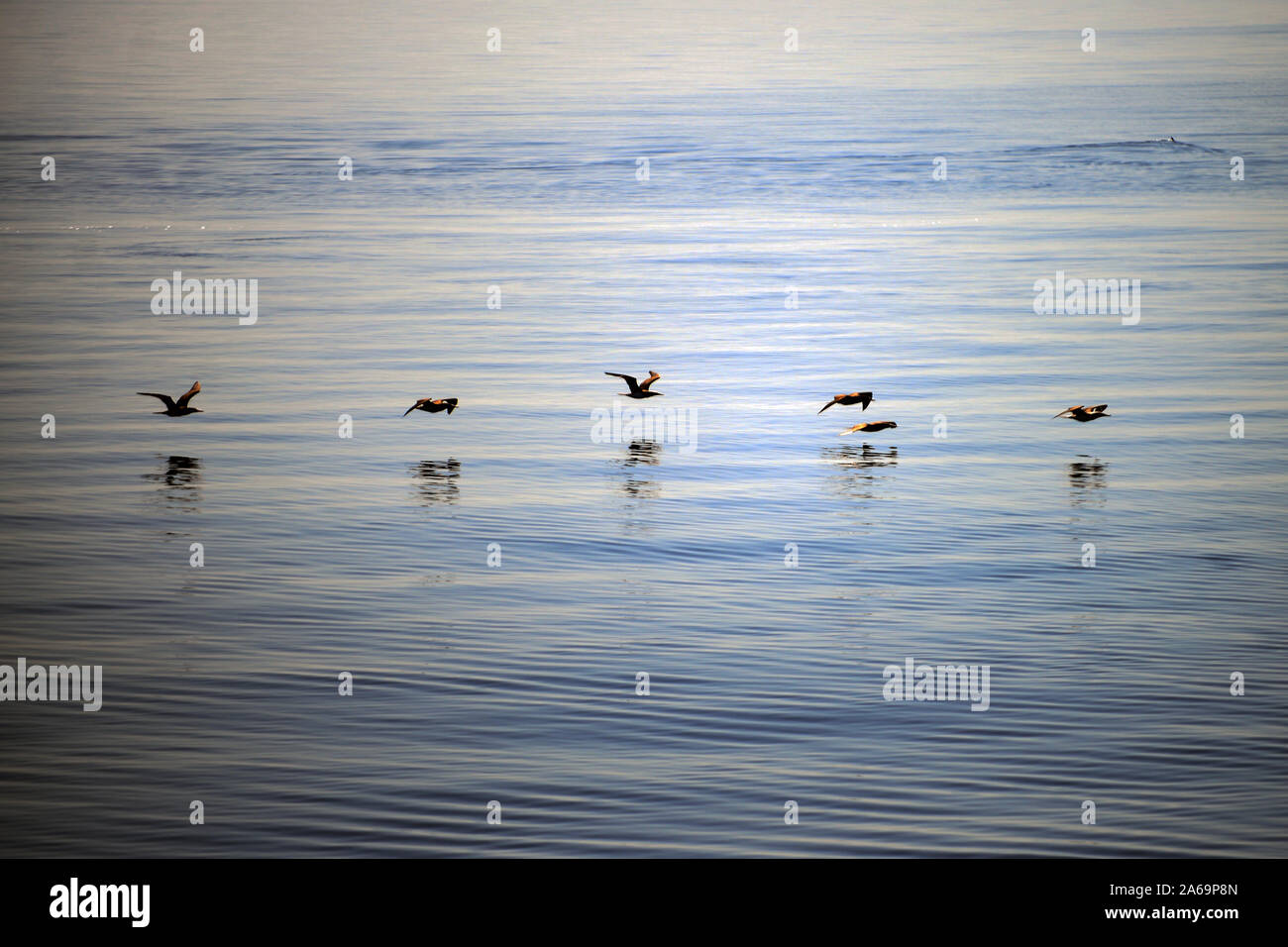 Flock of birds fly in line formation, Sea of Cortez, Baja California ...