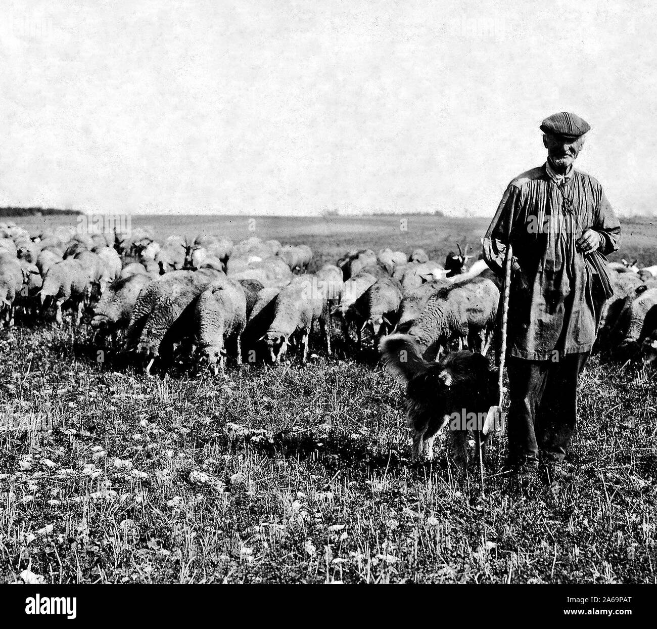 Early 1900s shepherd hi-res stock photography and images - Alamy