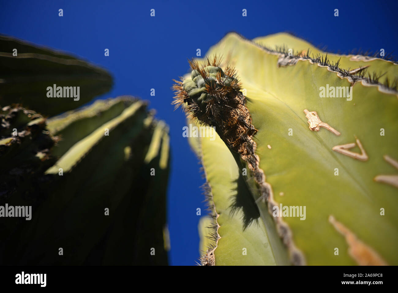 A large Mexican giant cardon cactus (Pachycereus pringlei) on Isla ...
