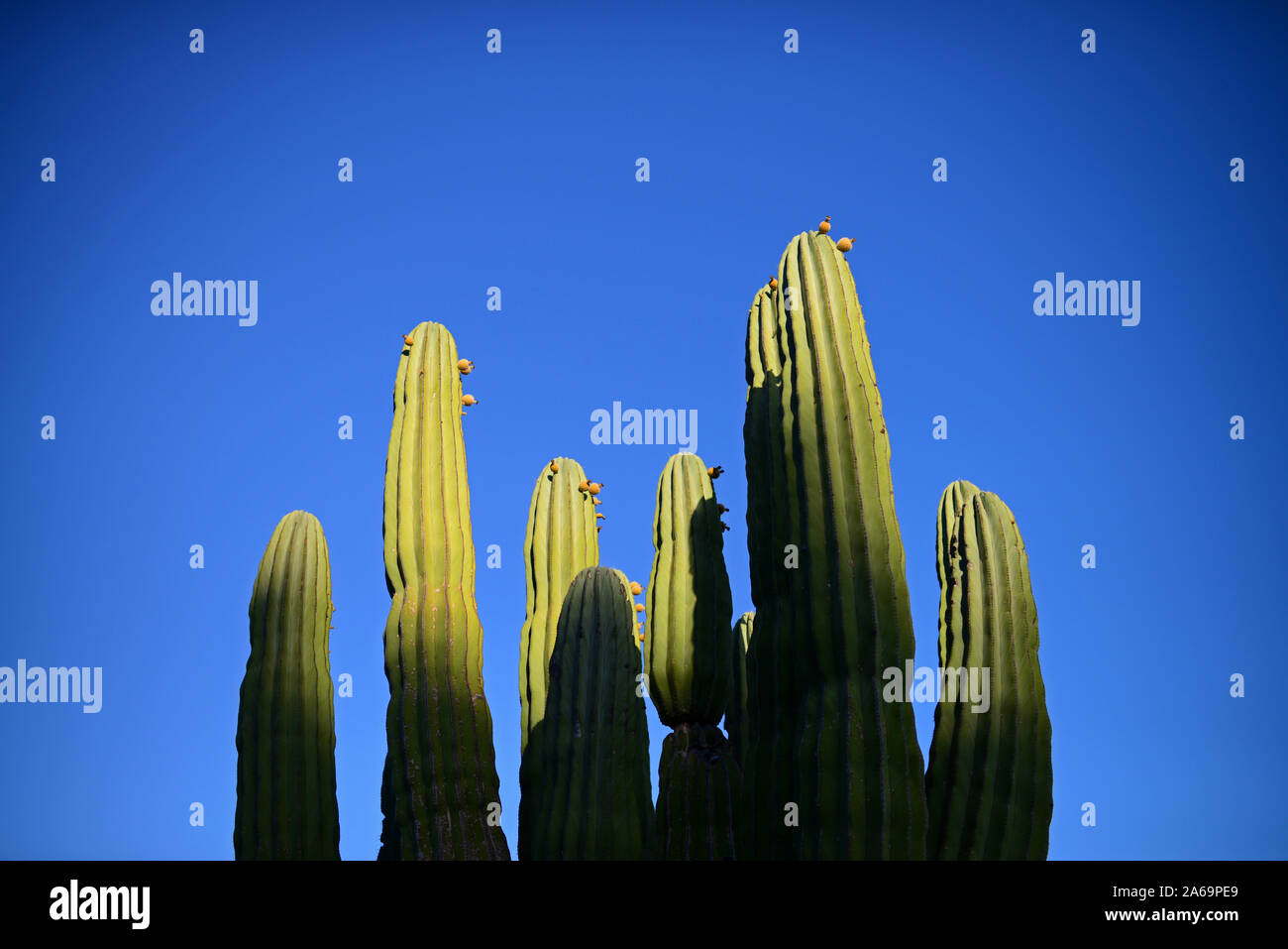 A large Mexican giant cardon cactus (Pachycereus pringlei) on Isla ...