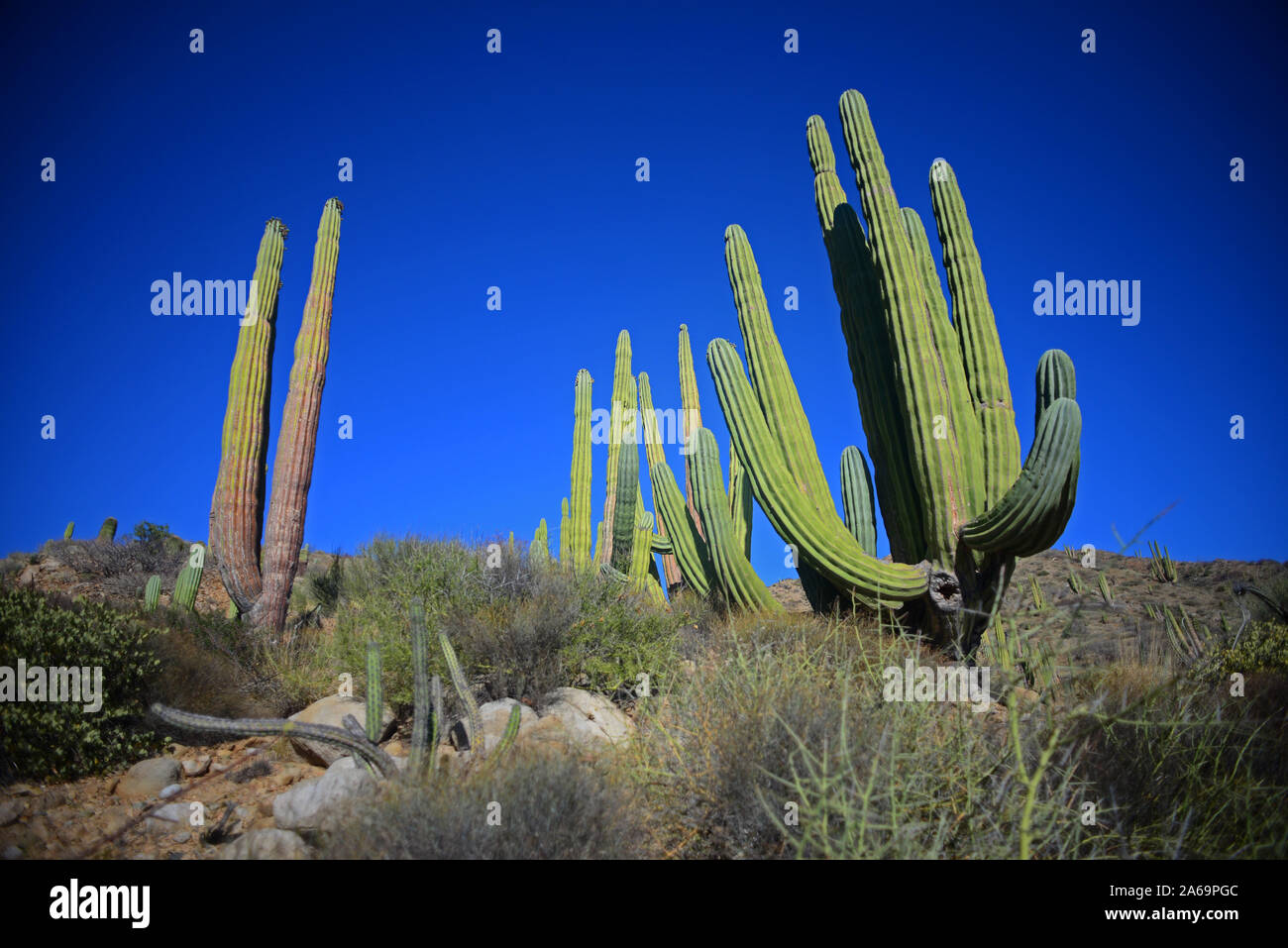 Mexican giant cardon cactus hi-res stock photography and images - Alamy