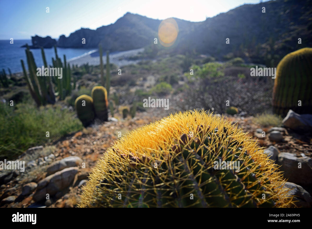 Endemic giant barrel cactus (Ferocactus diguetii), Isla Santa Catalina ...