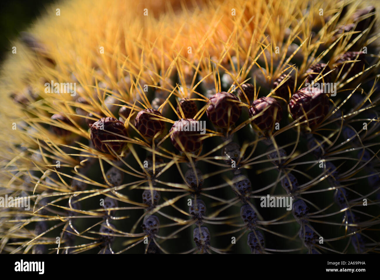 Endemic tree mexico hi-res stock photography and images - Alamy