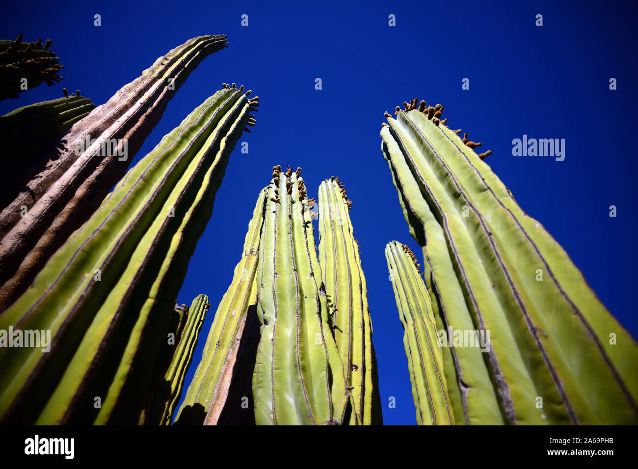 Mexican giant cardon cactus hi-res stock photography and images - Alamy