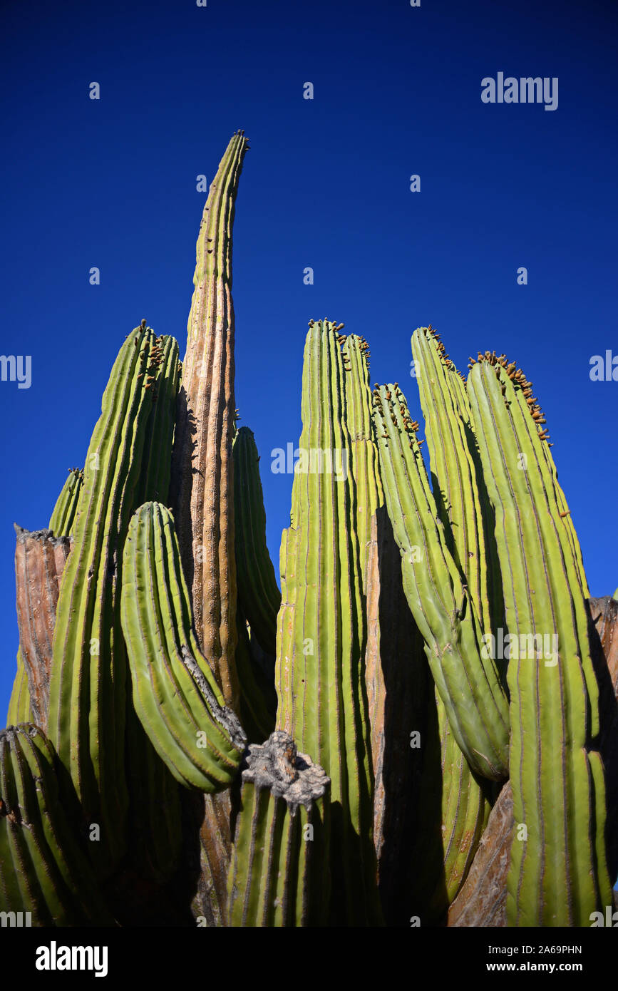 Mexican giant cardon cactus hi-res stock photography and images - Alamy