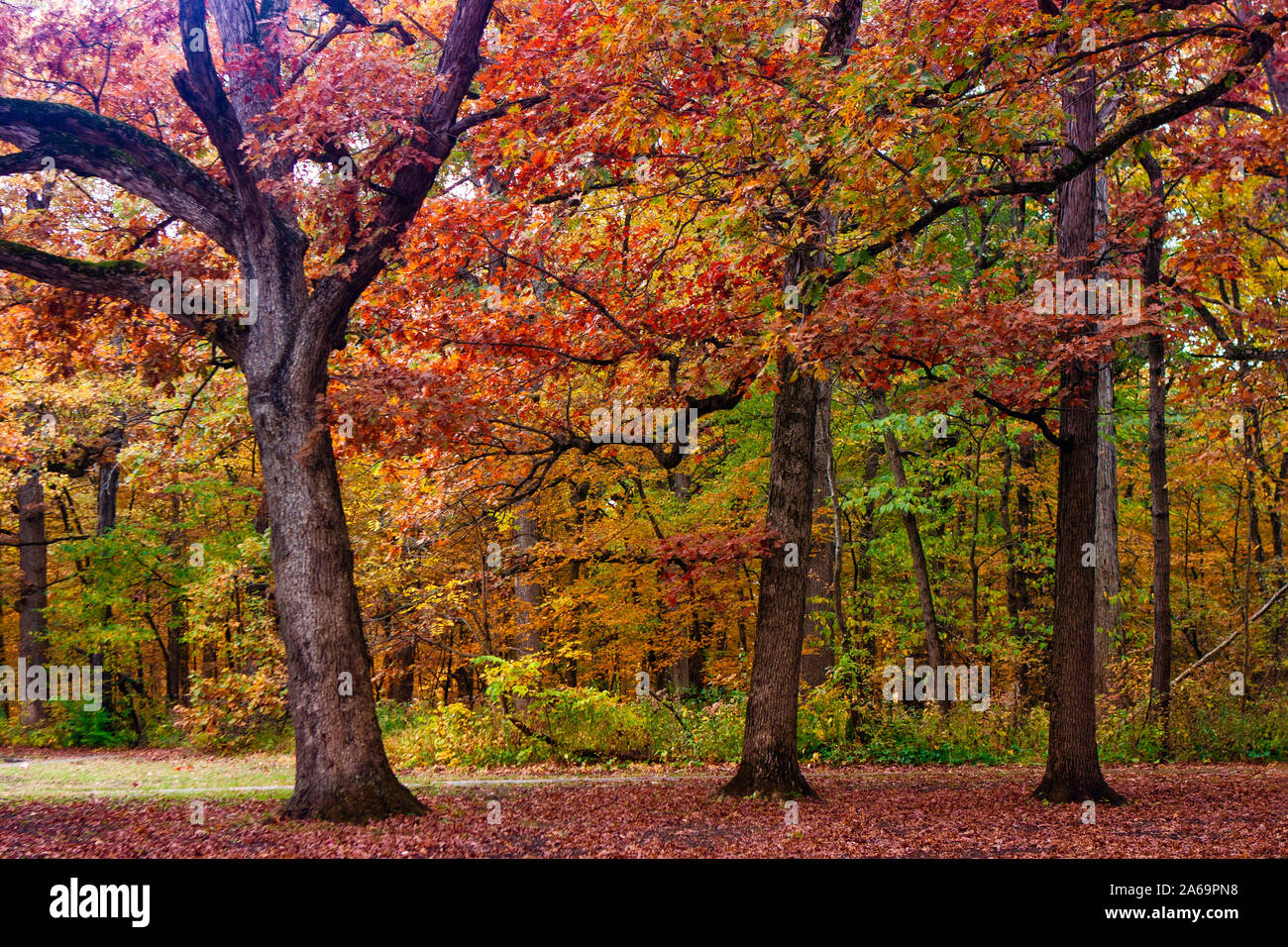 Colorful Autumn Forest Landscape Background Scene in Illinois USA Near ...
