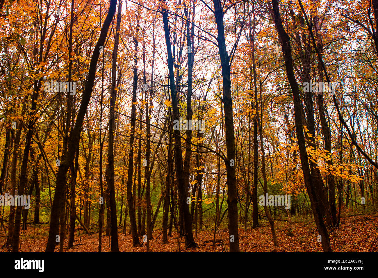 Chicago colors in autumn hi-res stock photography and images - Alamy