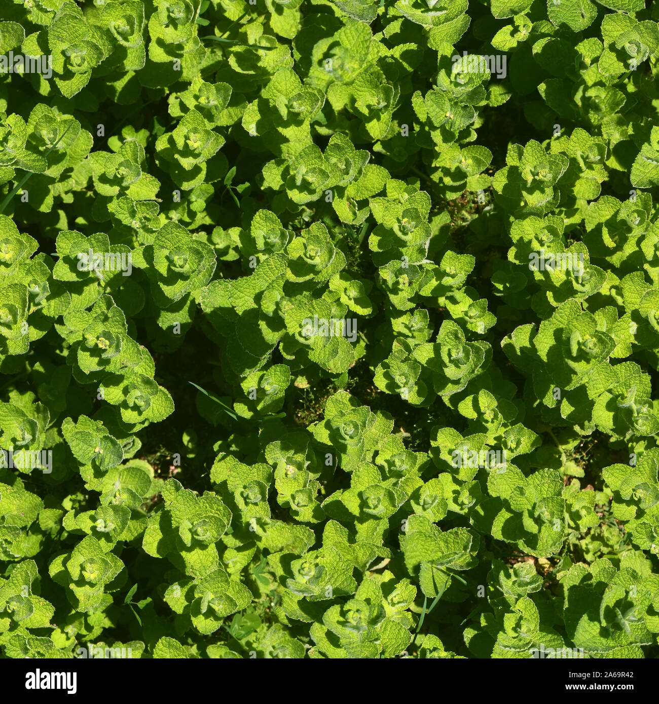 Peppermint Texture High Resolution Stock Photography and Images - Alamy