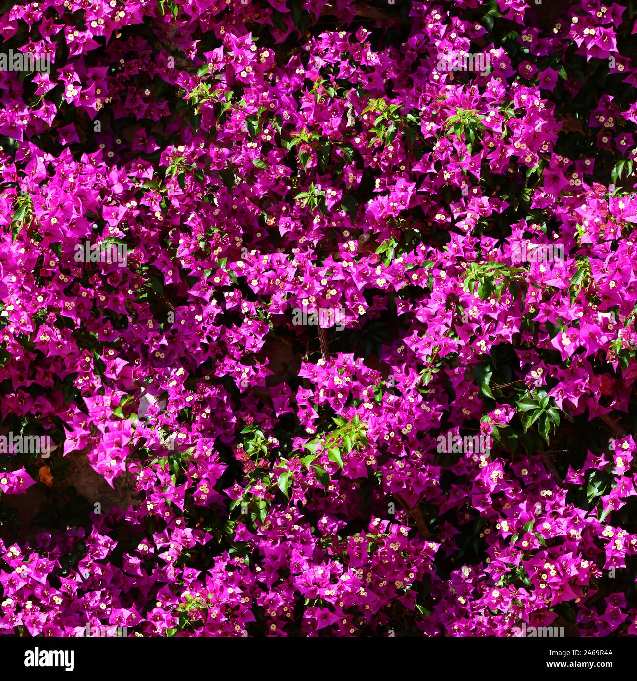 Seamless texture of purple flowers of Bougainvillea bush vertically ...