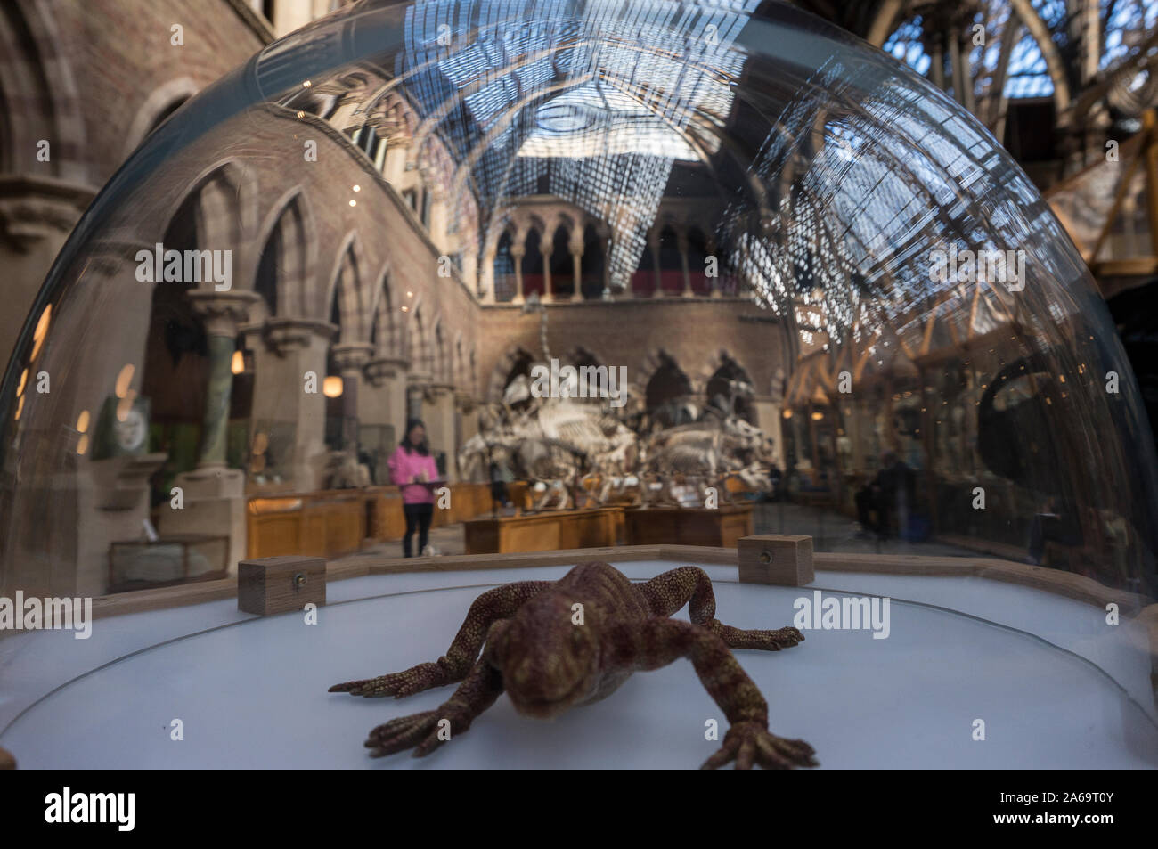 Inside the Oxford University Museum of Natural History Stock Photo - Alamy