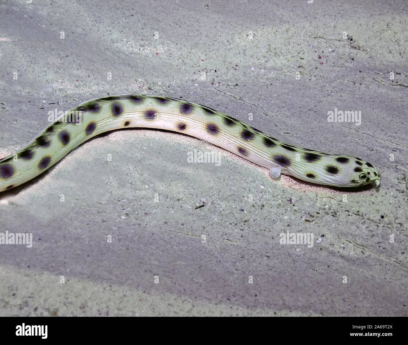 Spotted Snake Eel (Ophichthus ophis Stock Photo - Alamy