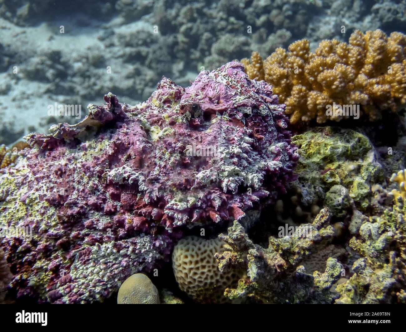 Reef Stonefish (Synanceia verrucosa) in the Red Sea Stock Photo - Alamy