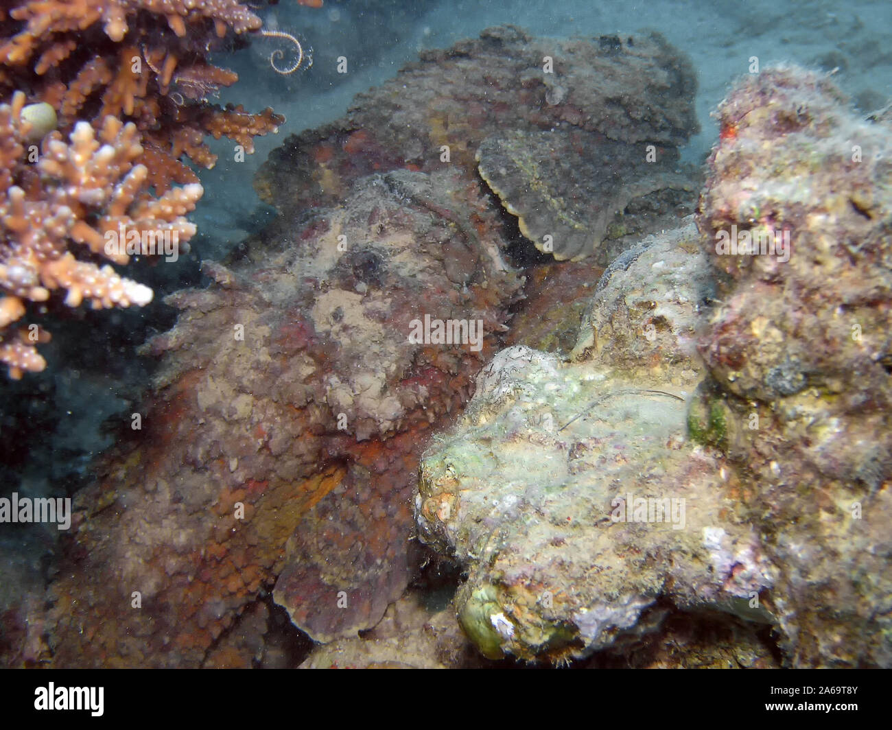 Reef Stonefish (Synanceia verrucosa) in the Red Sea Stock Photo - Alamy