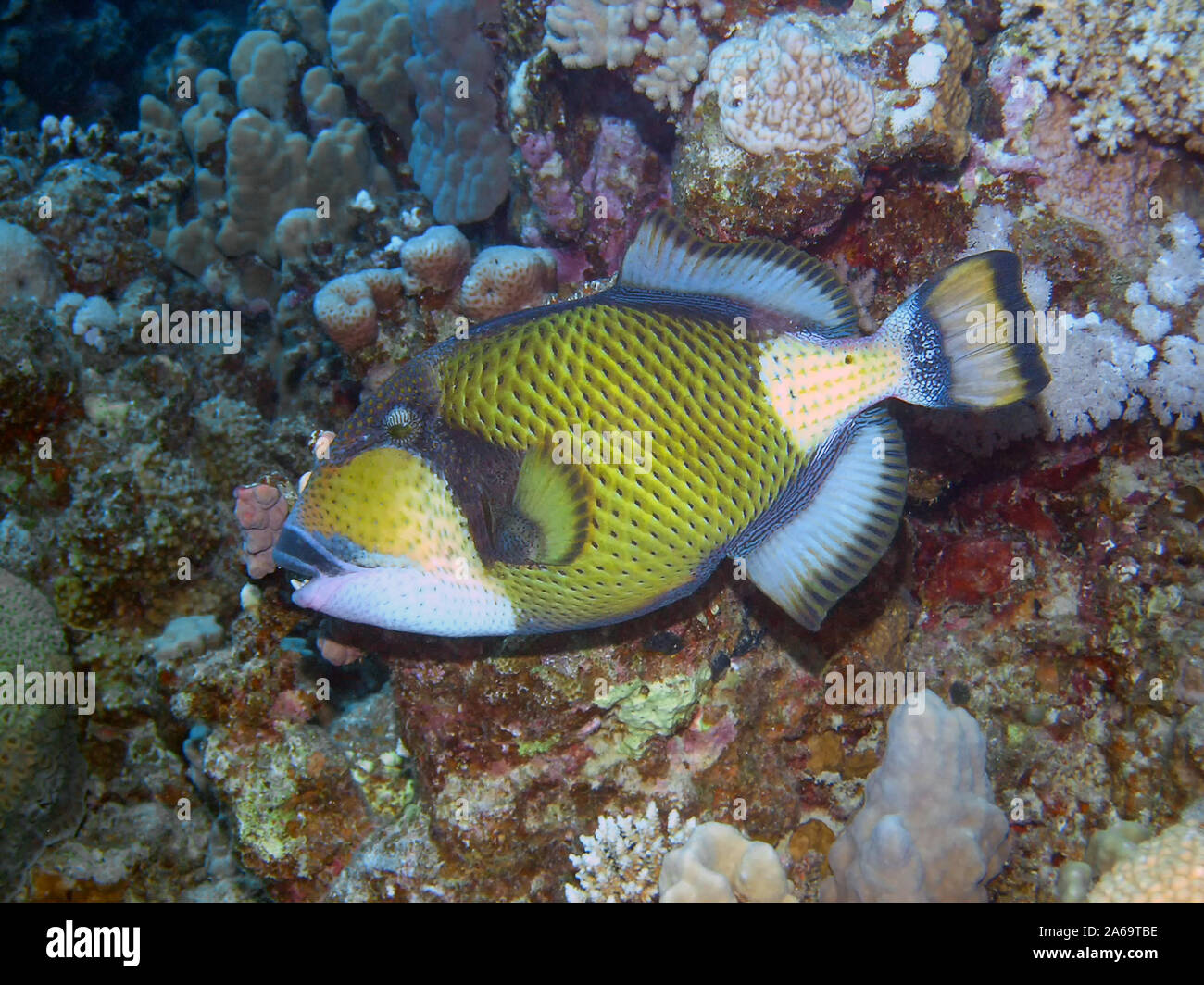 A Titan Triggerfish (Balistoides viridescens Stock Photo - Alamy