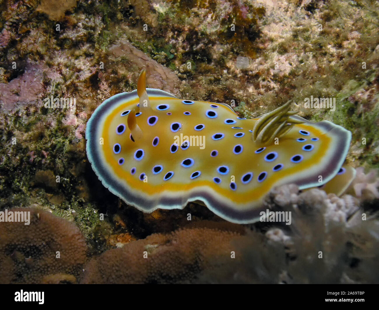 Gem sea slug hi-res stock photography and images - Alamy