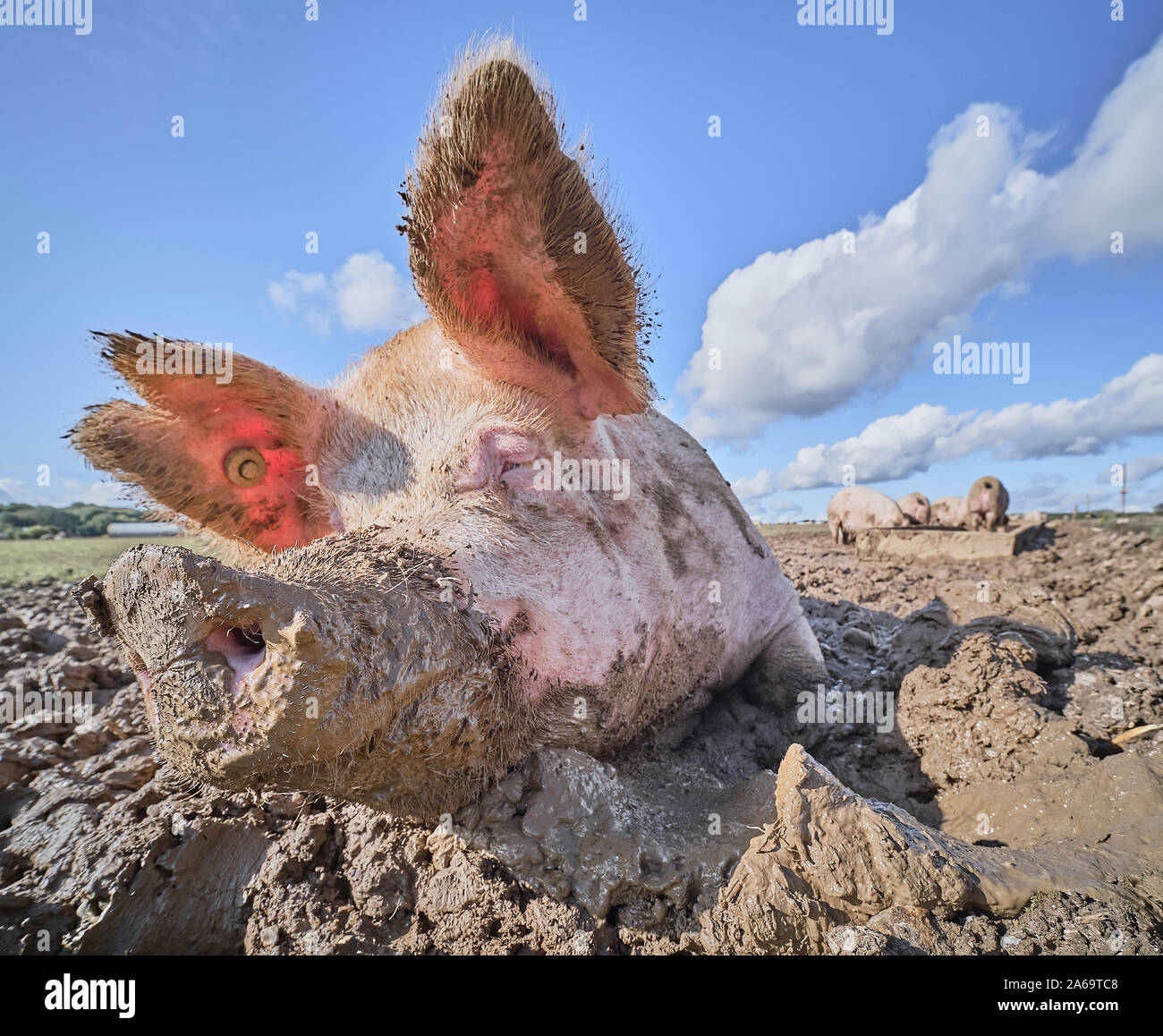 Muddy pigs pigsty hi-res stock photography and images - Alamy