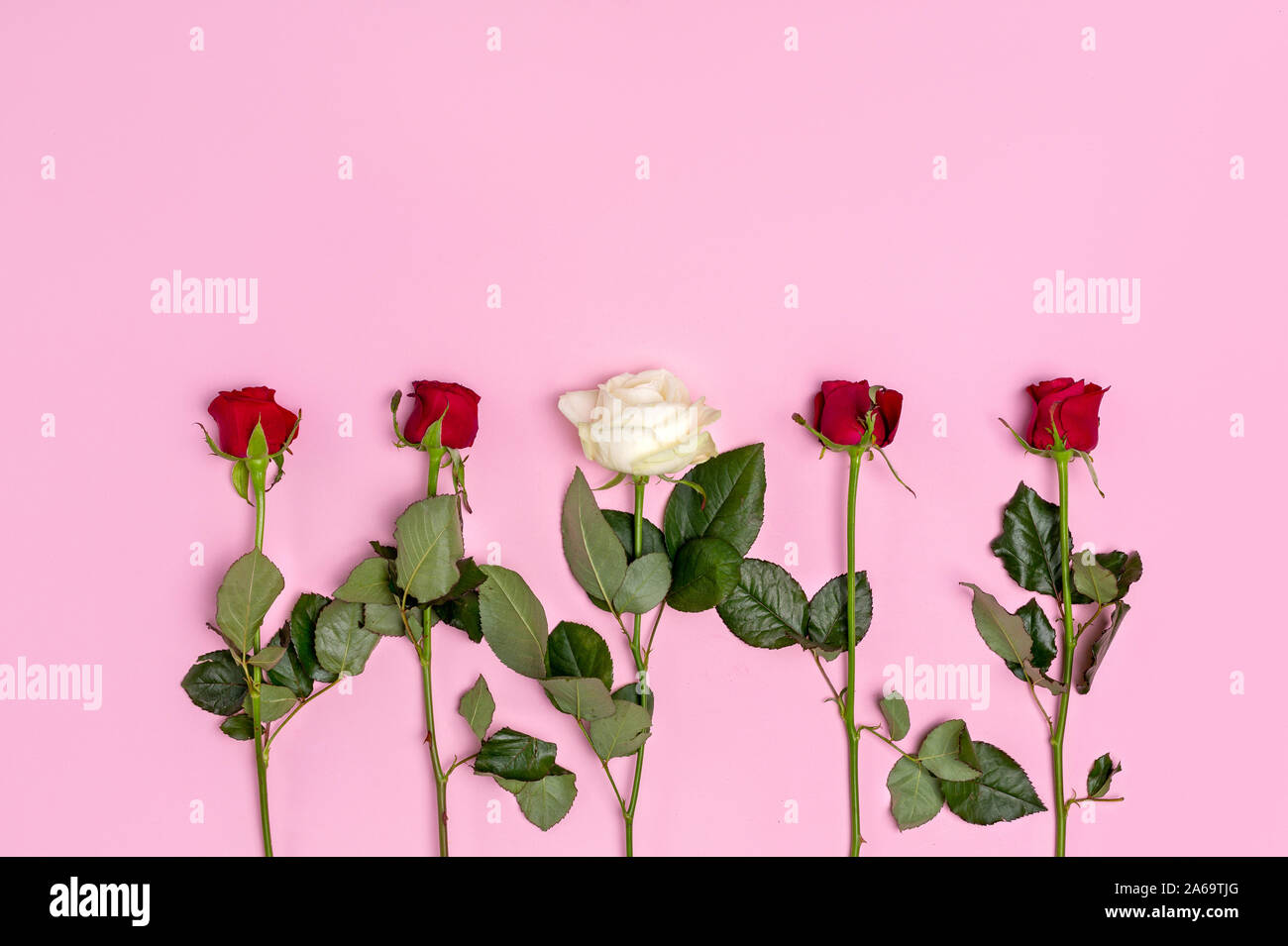 Roses red and white upside down isolated on pink top view Stock Photo ...