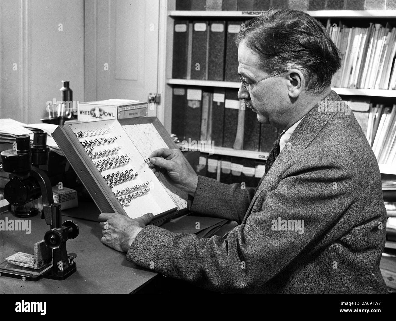 1930s insect collection hi-res stock photography and images - Alamy