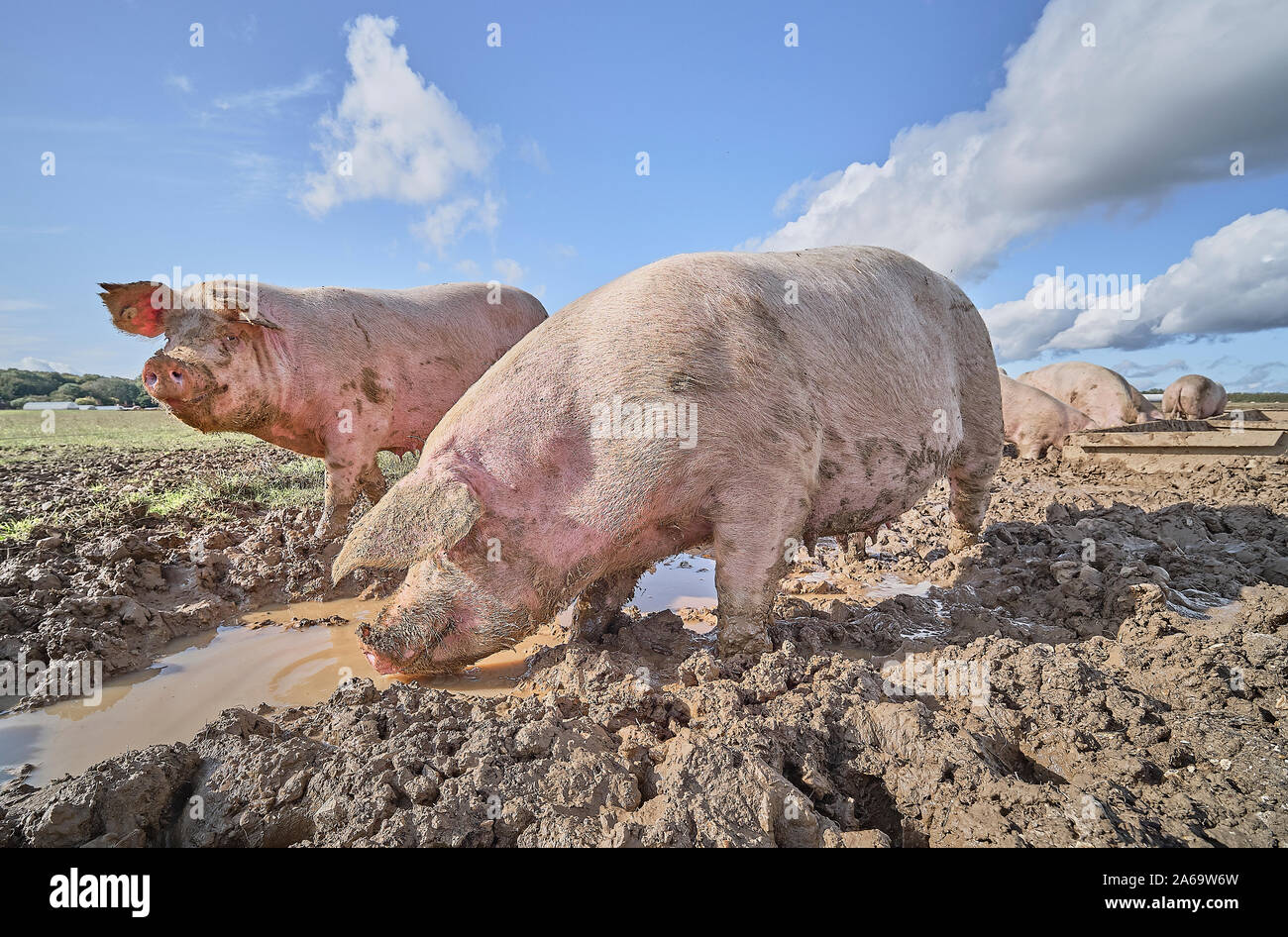 Muddy pigs pigsty hi-res stock photography and images - Alamy