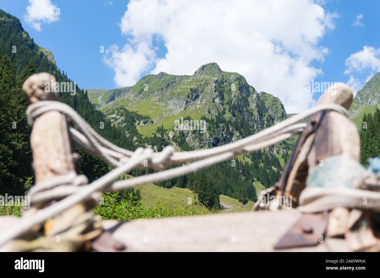 Donkey backside hi-res stock photography and images - Alamy