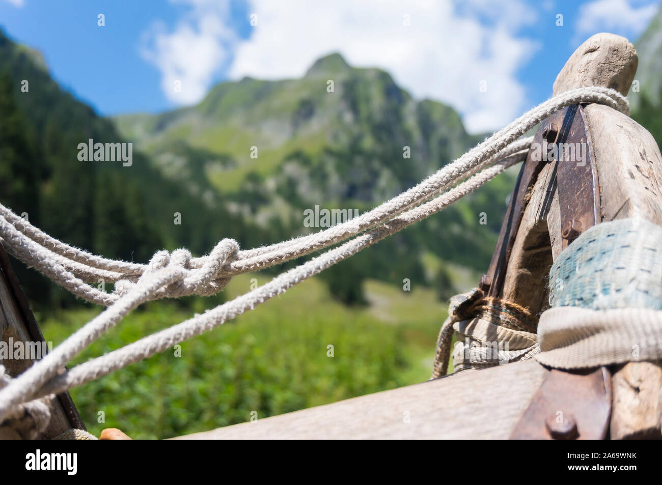 Donkey backside hi-res stock photography and images - Alamy