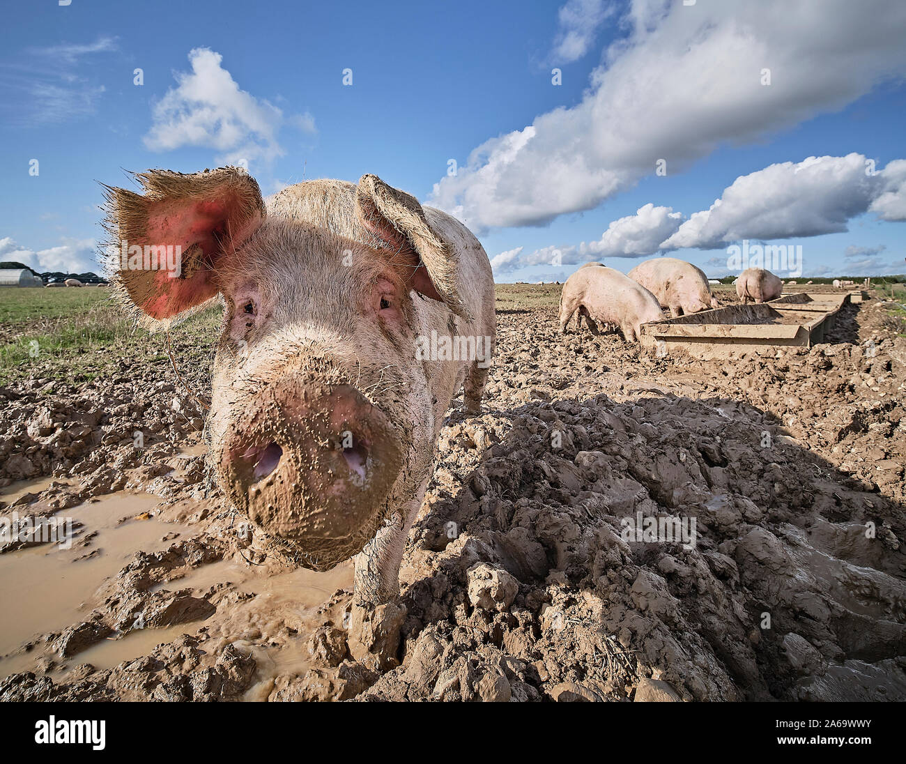 Organic free range pigs in a muddy field Stock Photo - Alamy