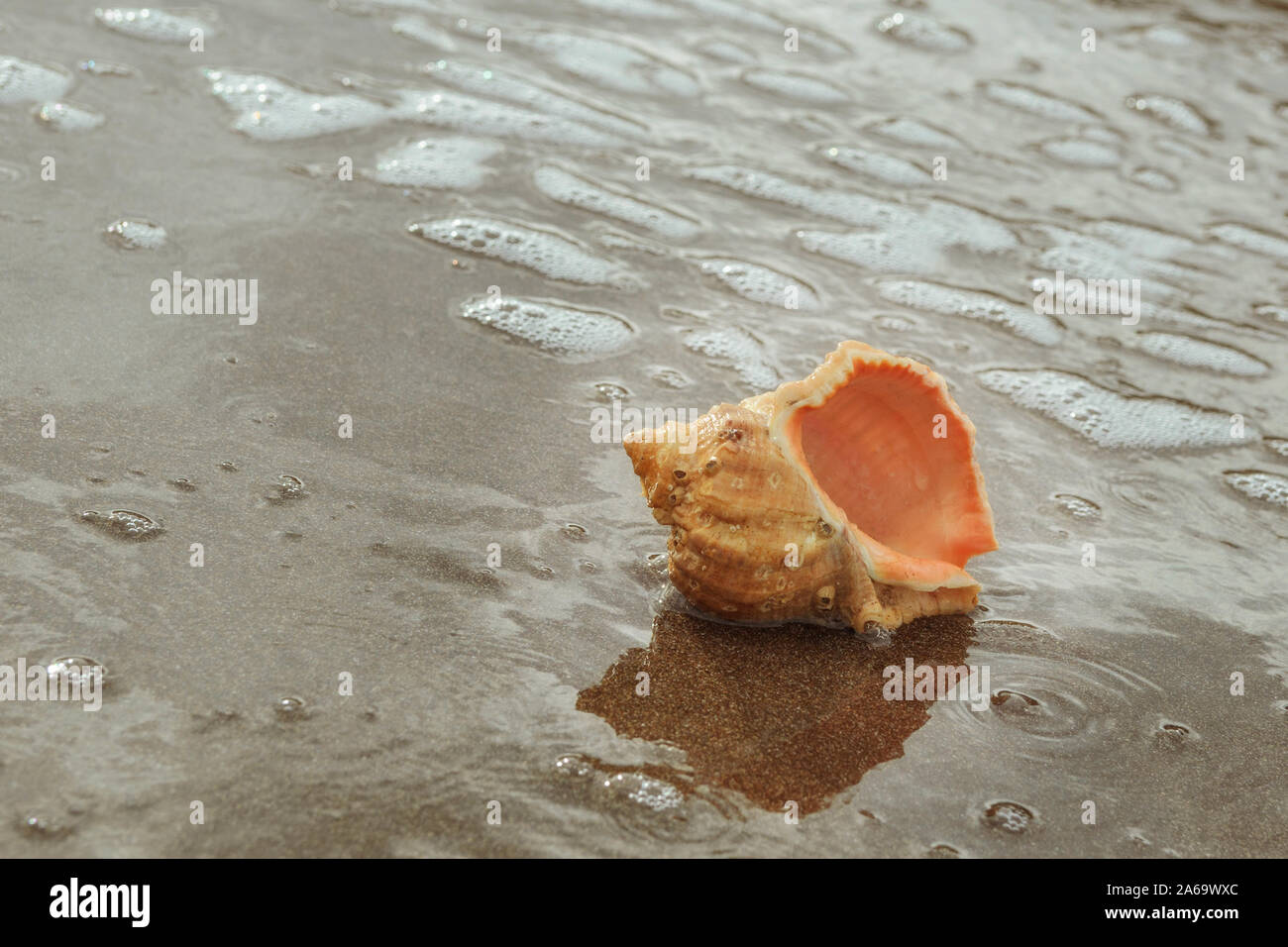 Seashell with sea wave on beach under the sun light, at sunset in ...