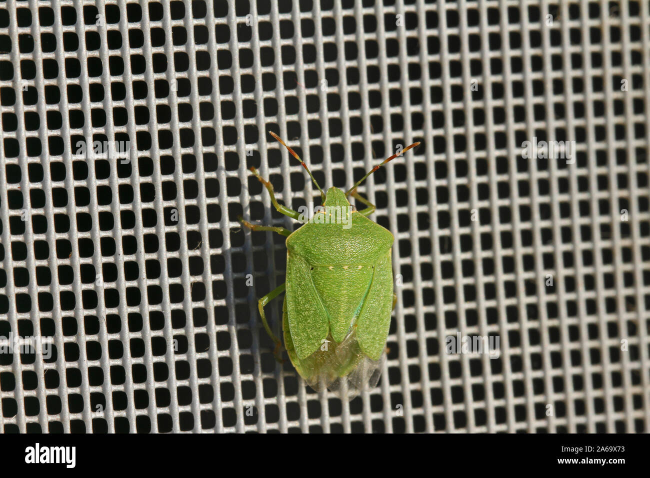 green shield bug or stink bug Latin nezara viridula or palomena prasina ...