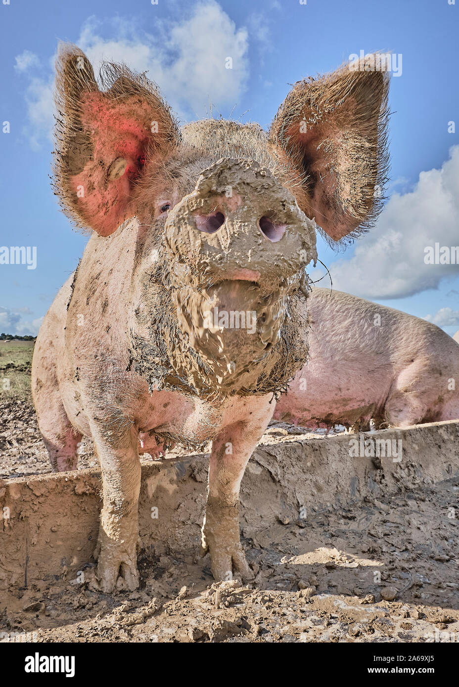 Muddy pigs pigsty hi-res stock photography and images - Alamy