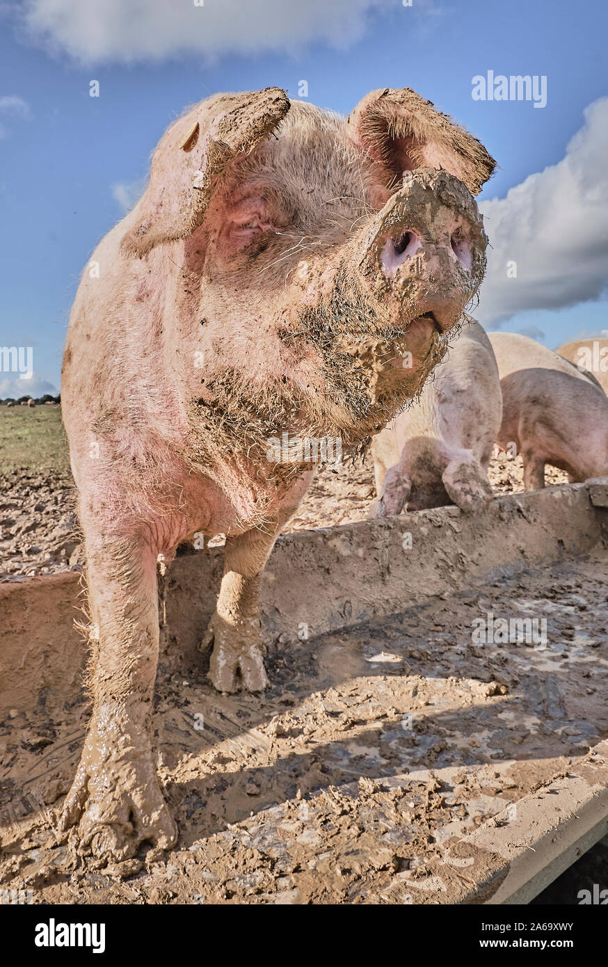 Muddy pigs pigsty hi-res stock photography and images - Alamy